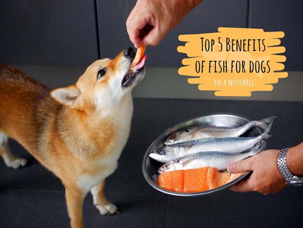 Top 5 Benefits of Fish for Dogs in a Nutshell - PledgeCare