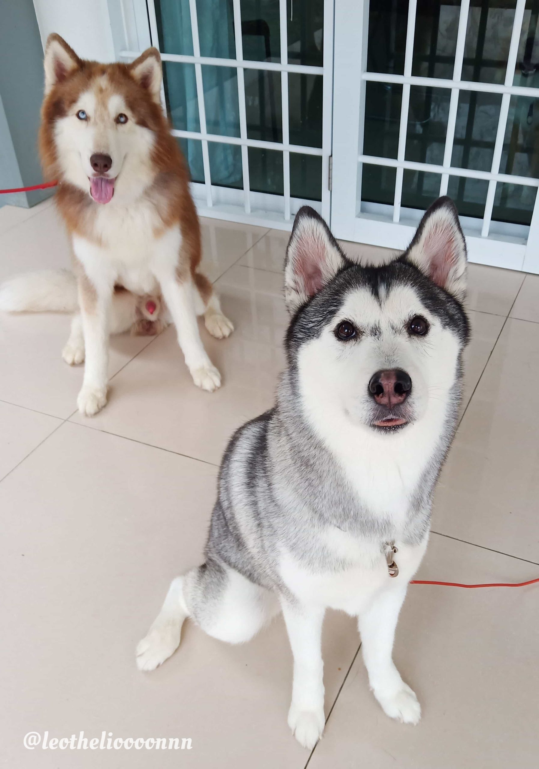 Popular Dog Breeds in Malaysia - The PledgeCare Edition 2025