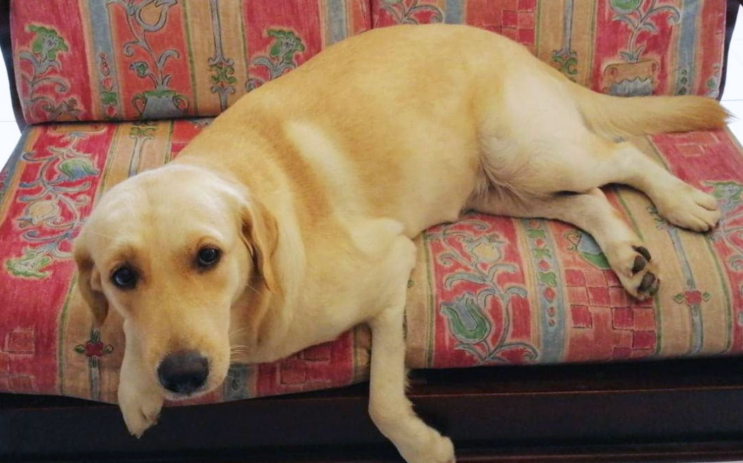 Popular Dog Breeds in Malaysia - The PledgeCare Edition 2025