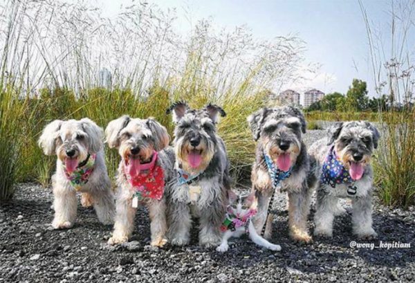 Popular Dog Breeds in Malaysia - The PledgeCare Edition 2025